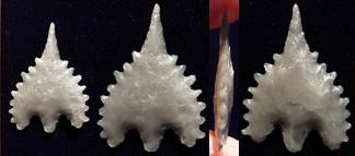 Puget Sound Knappers